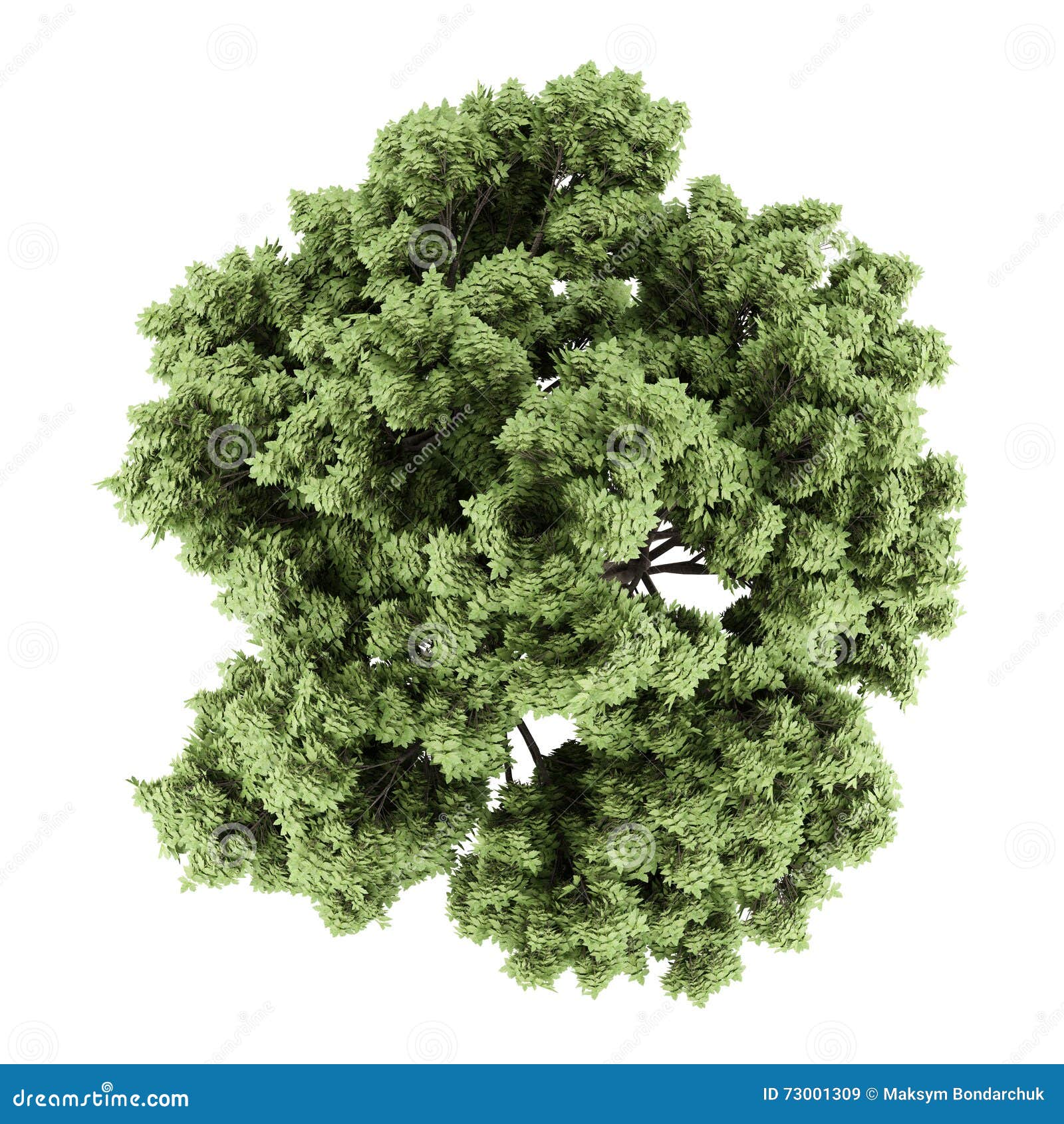 Top View of Sycamore Maple Tree Isolated on White Stock Illustration ...