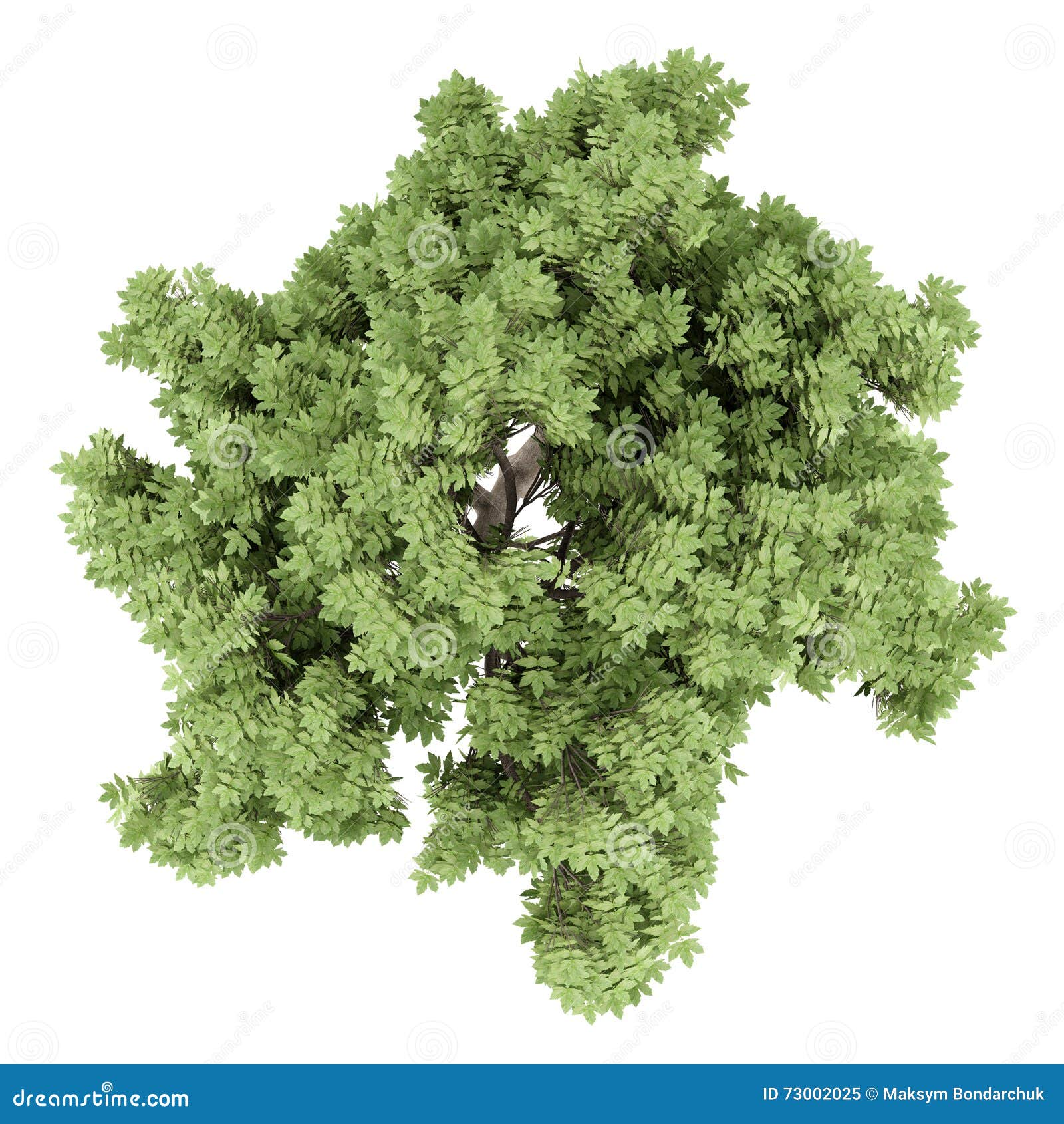 Top View of Sycamore Maple Tree Isolated on White Stock Illustration ...