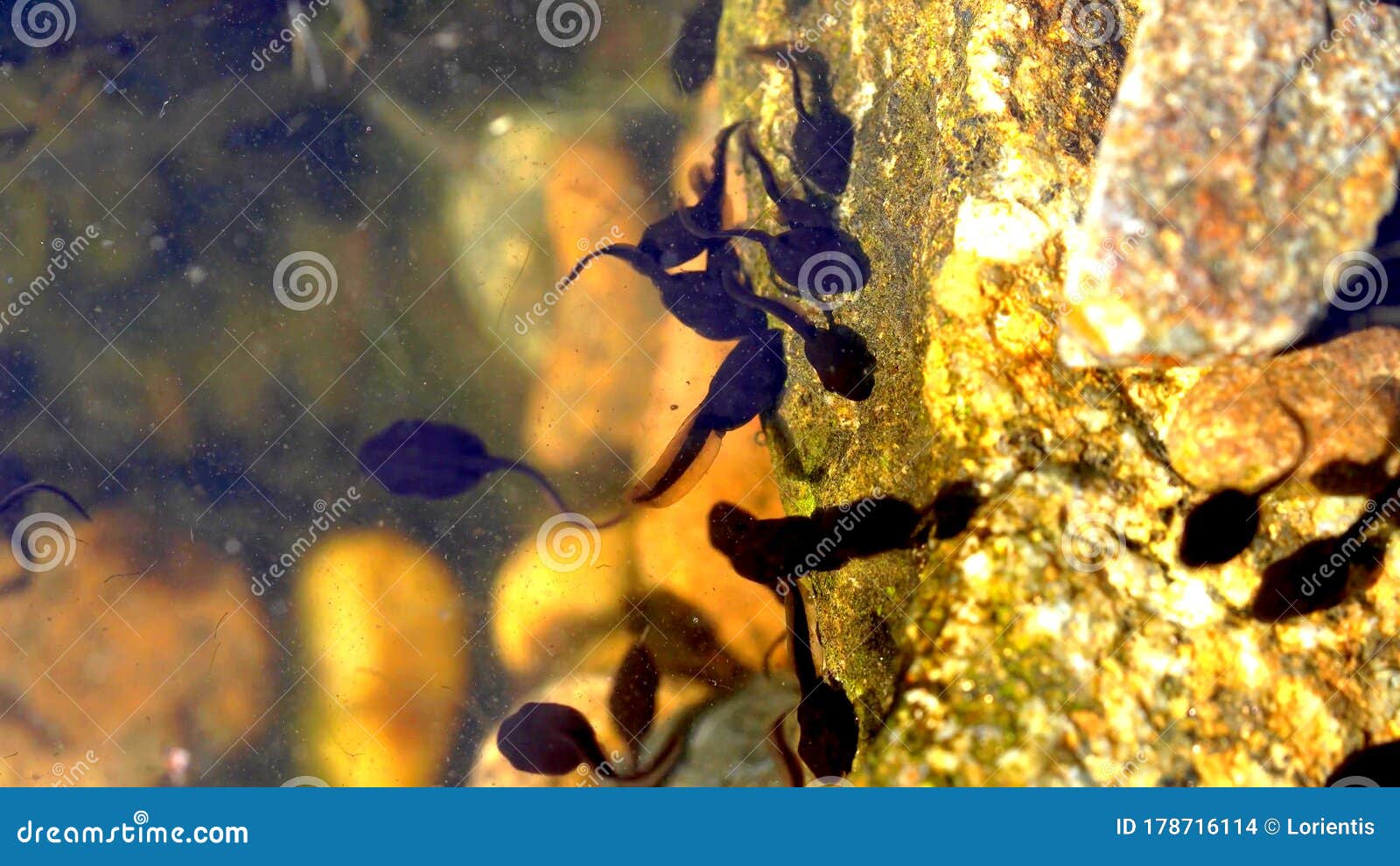 A Top View of Tadpoles in Water Stock Photo - Image of pollywog ...