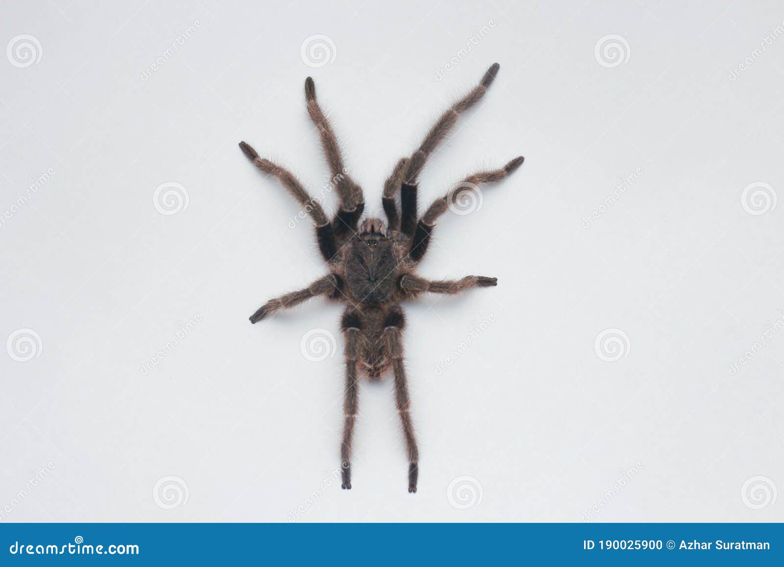 Top View a Tarantula Over White Background Stock Photo - Image of ...