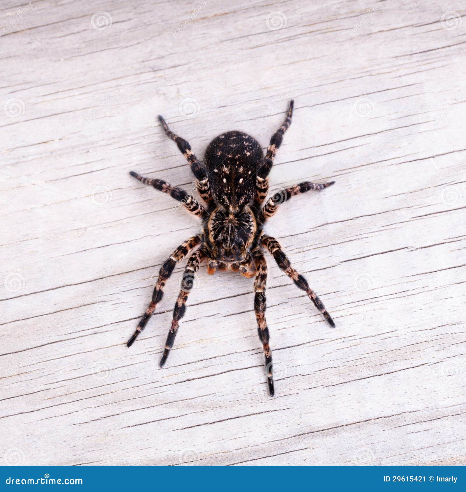 Top View Of Tarantula Spider Stock Image - Image: 29615421