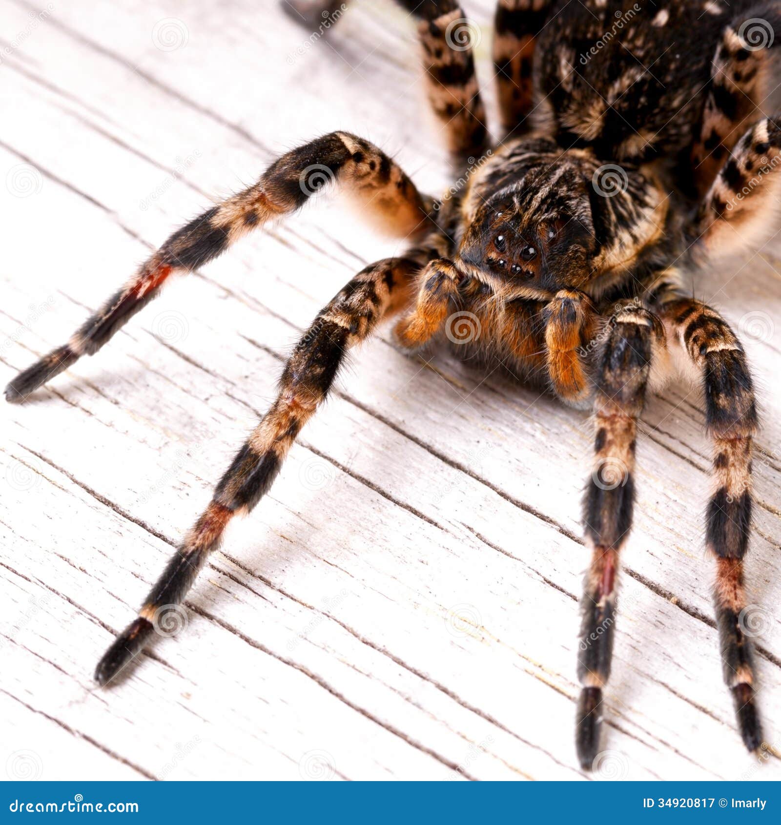 Top View of Tarantula Spider Stock Image - Image of legs, furry: 34920817