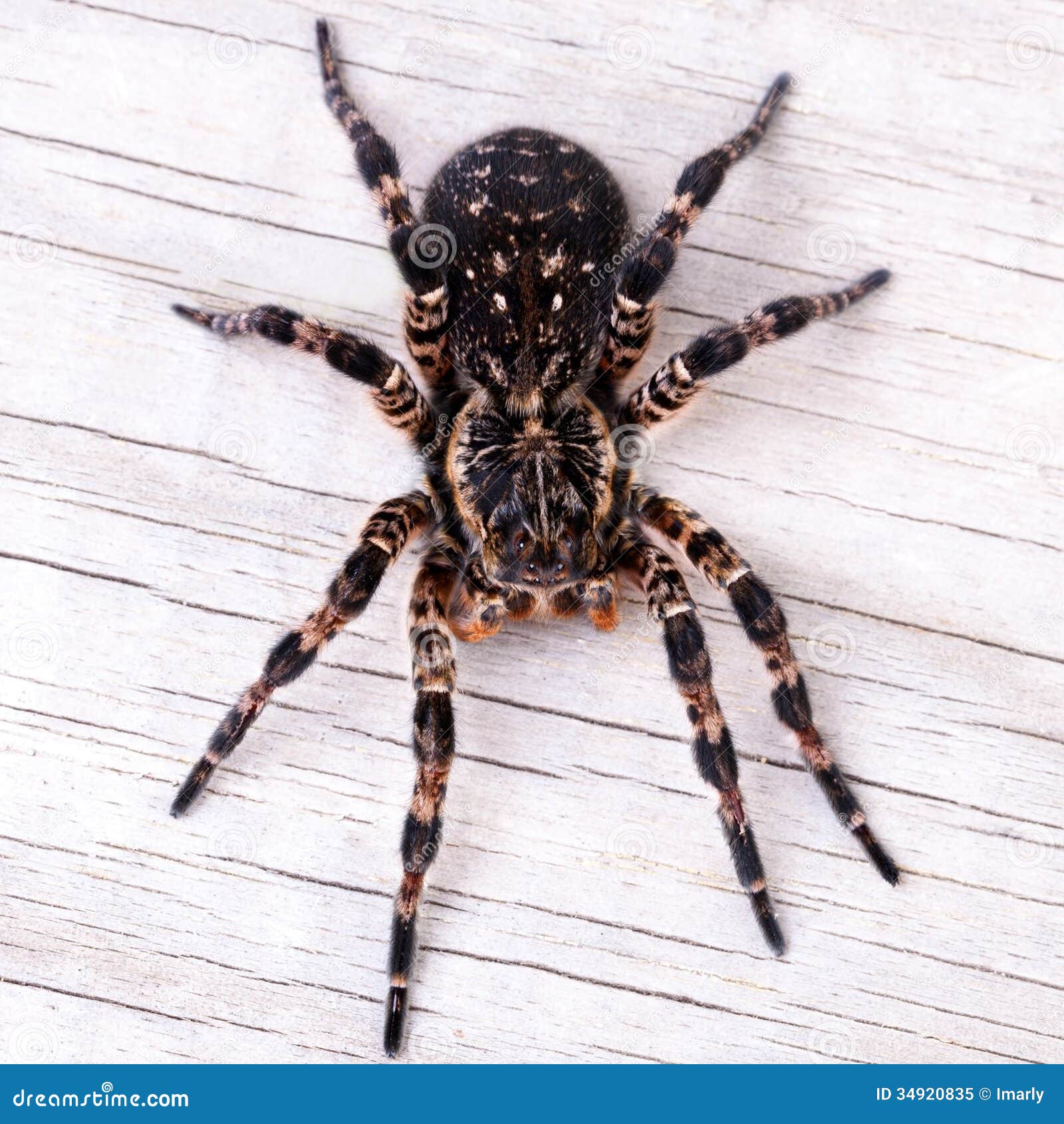 Top View Of Tarantula Spider Royalty Free Stock Photo - Image: 34920835