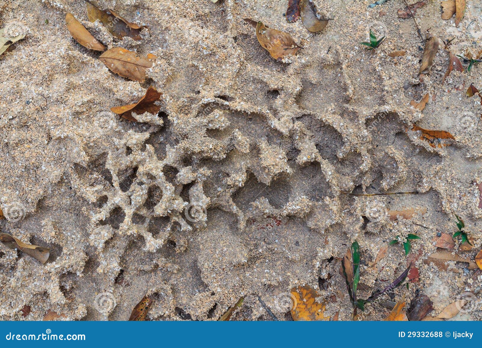 Top view of termite mound stock photo. Image of color - 29332688