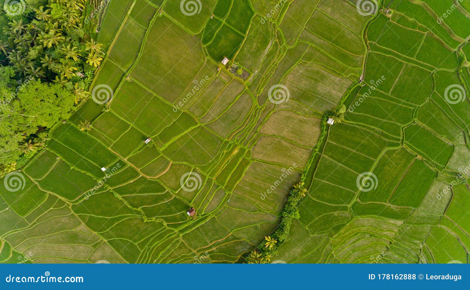 Top View of Terrace Rice Fields. Stock Photo - Image of organic ...