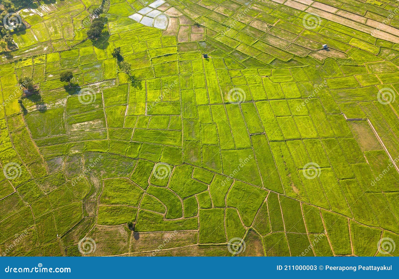 Top View Terraced Rice Field Northern Thailand Stock Image - Image of ...