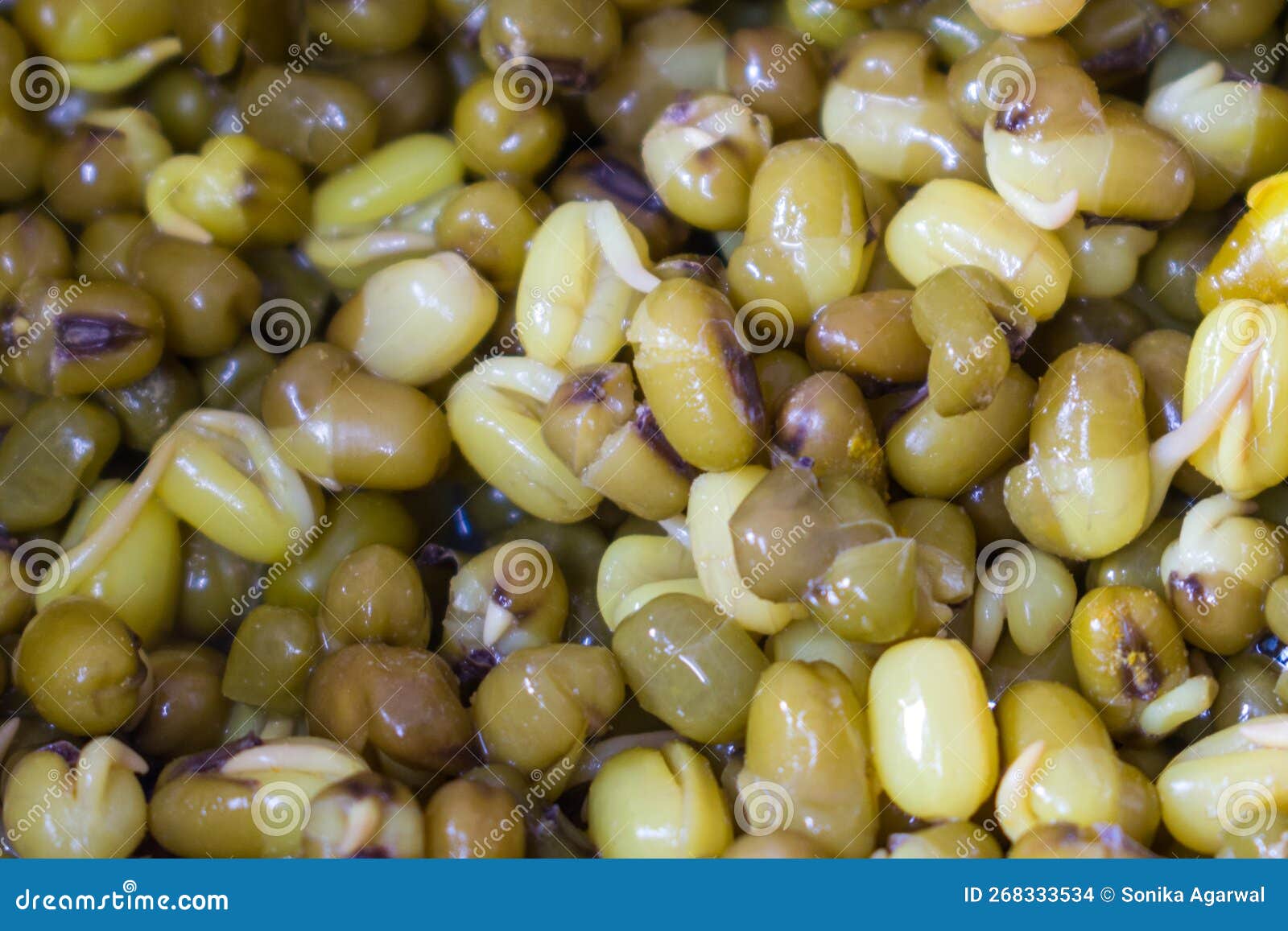 Background of Sprouted Green Gram Dal Stock Photo - Image of vegetable ...