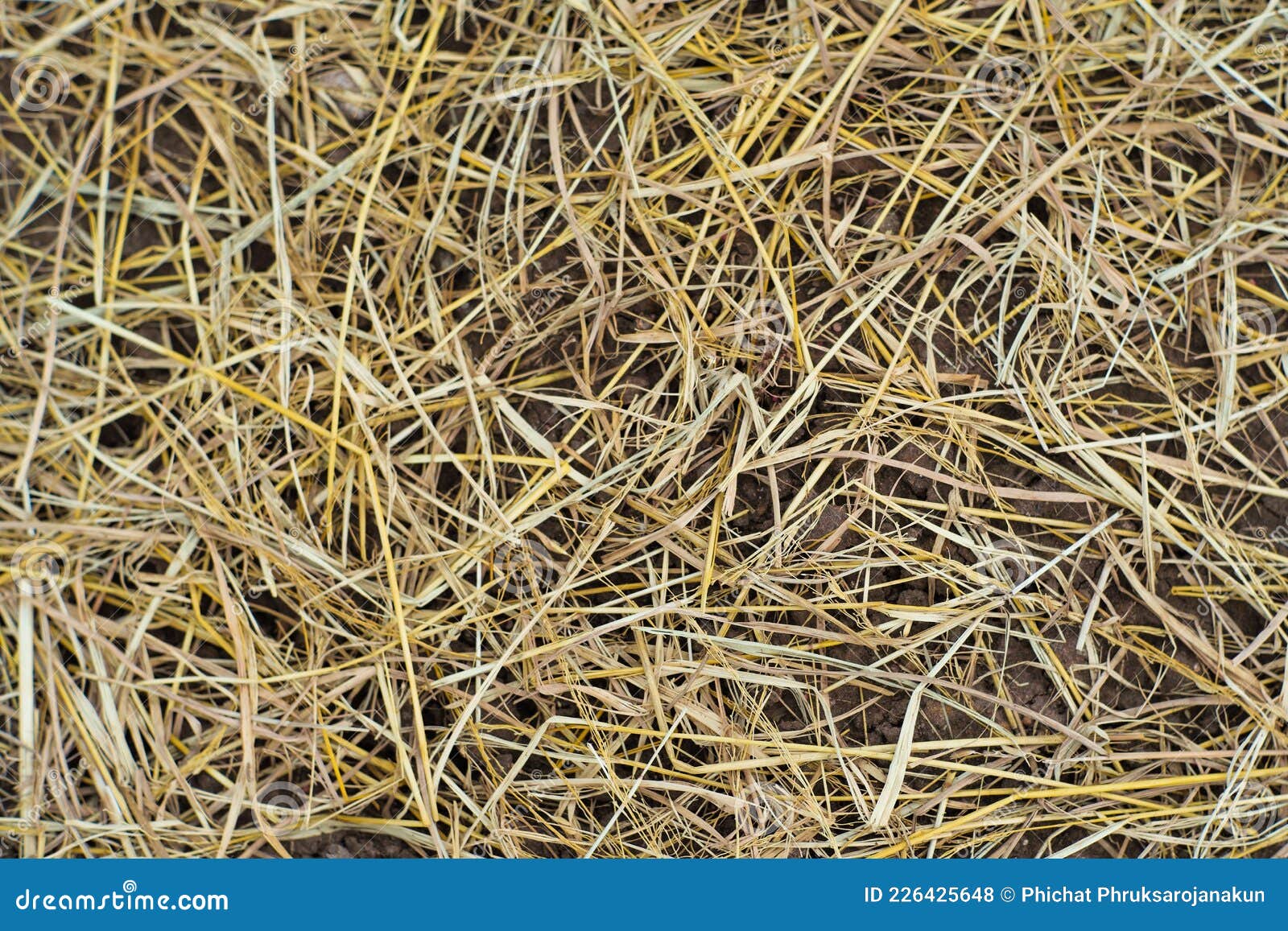 Top View Texture of Dried Straw Covered on the Soil for Plantation ...