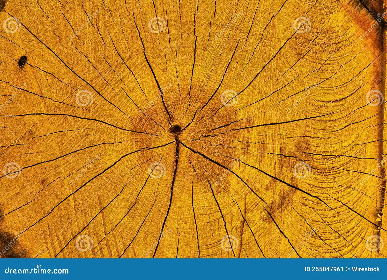 Top view of a textured log stock image. Image of tree - 255047961