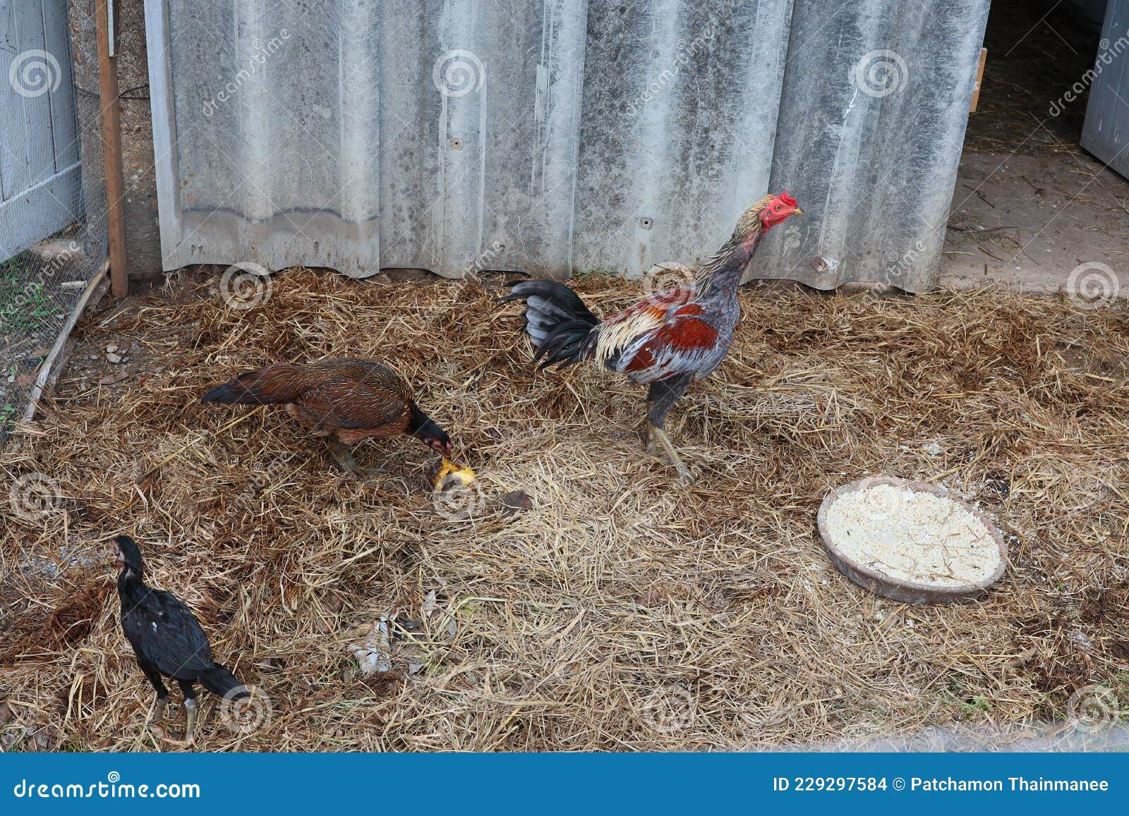 Top View of 3 Thai Chickens Raised in a Closed Farm. Stock Photo ...