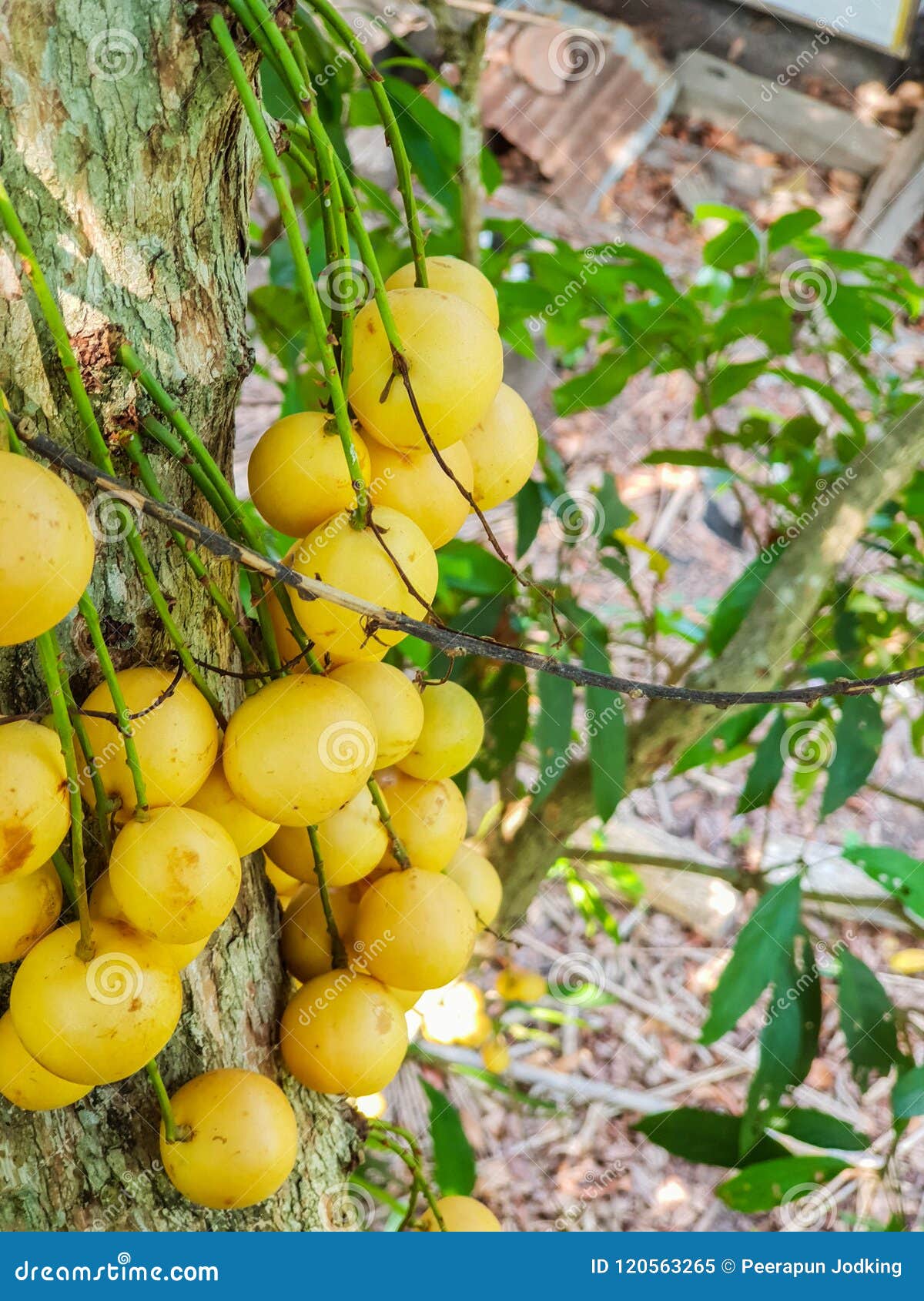 Thai Fruit Rambeh on the Rambi Tree Stock Image - Image of green, fresh ...