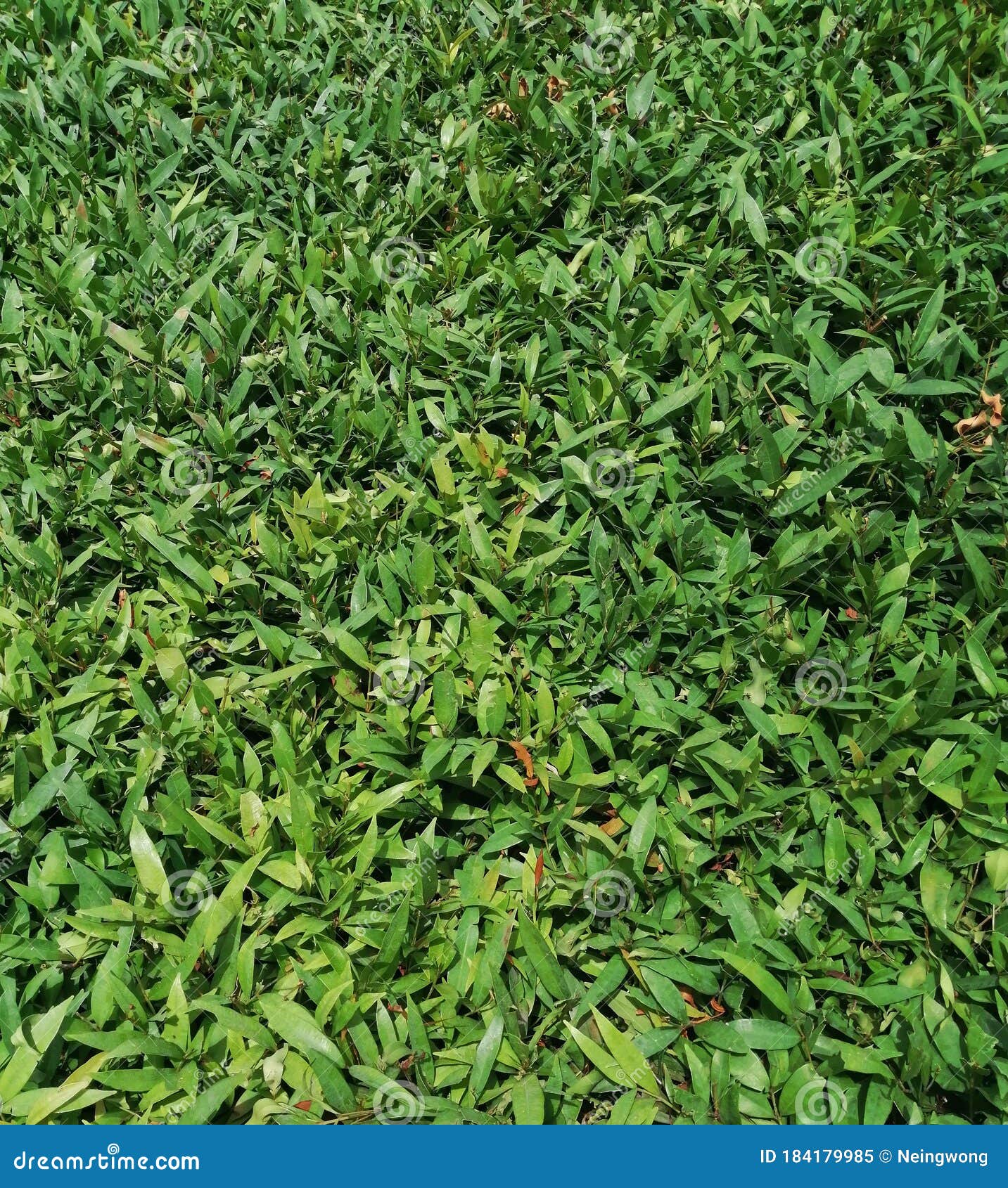 Top View of Thick Bush in a Park. Stock Image - Image of park, view ...
