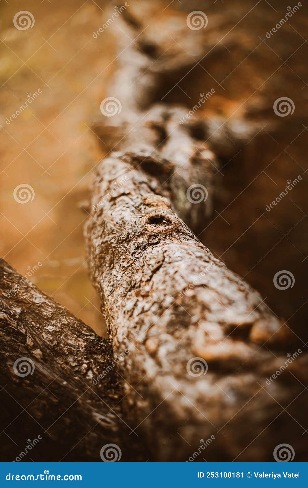 Top View of the Thick Roots of an Old Pine Tree Covered with Bark. the ...