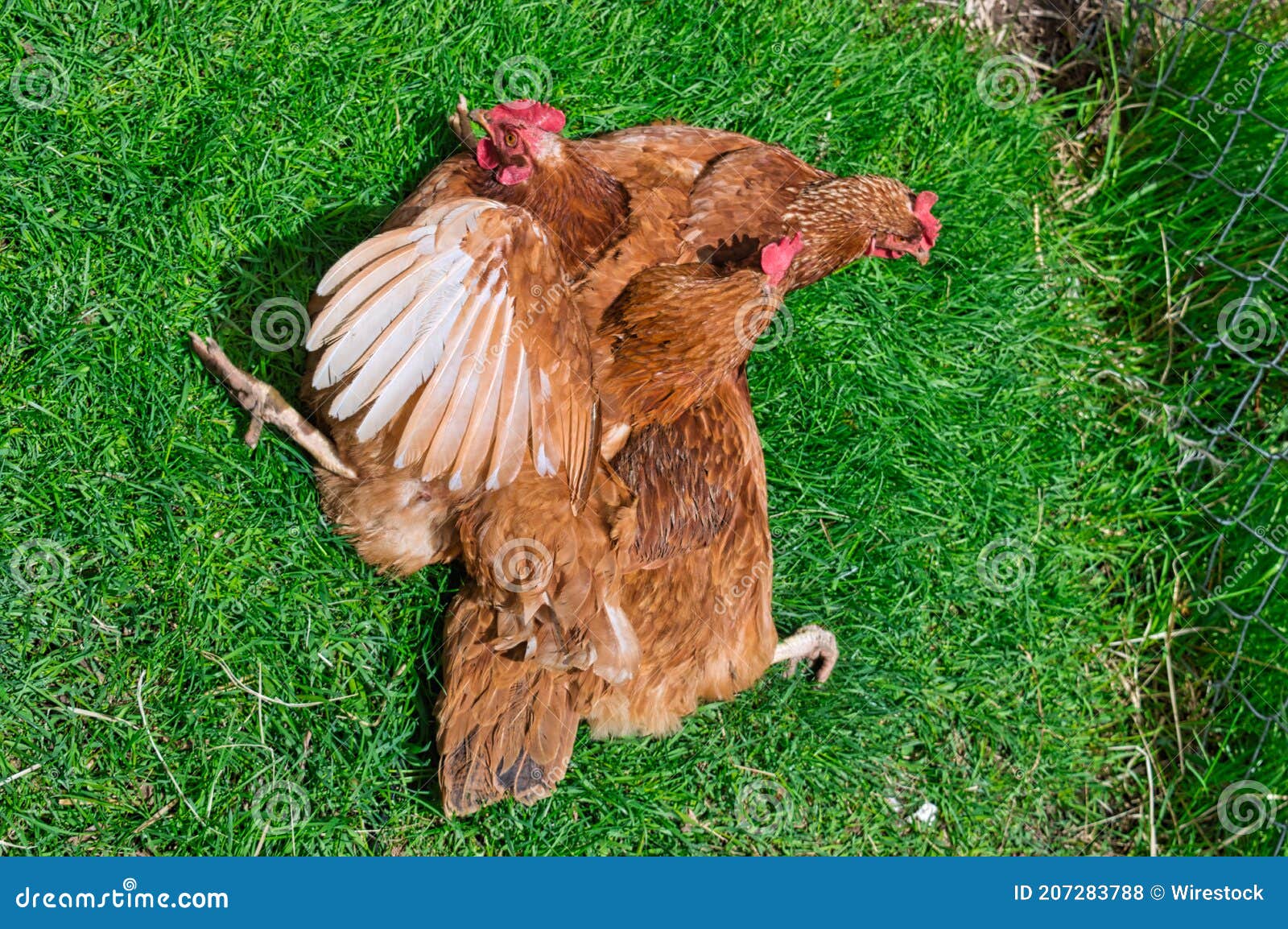 Top View of Three Brown Chickens Resting on the Green Grass Stock Photo ...