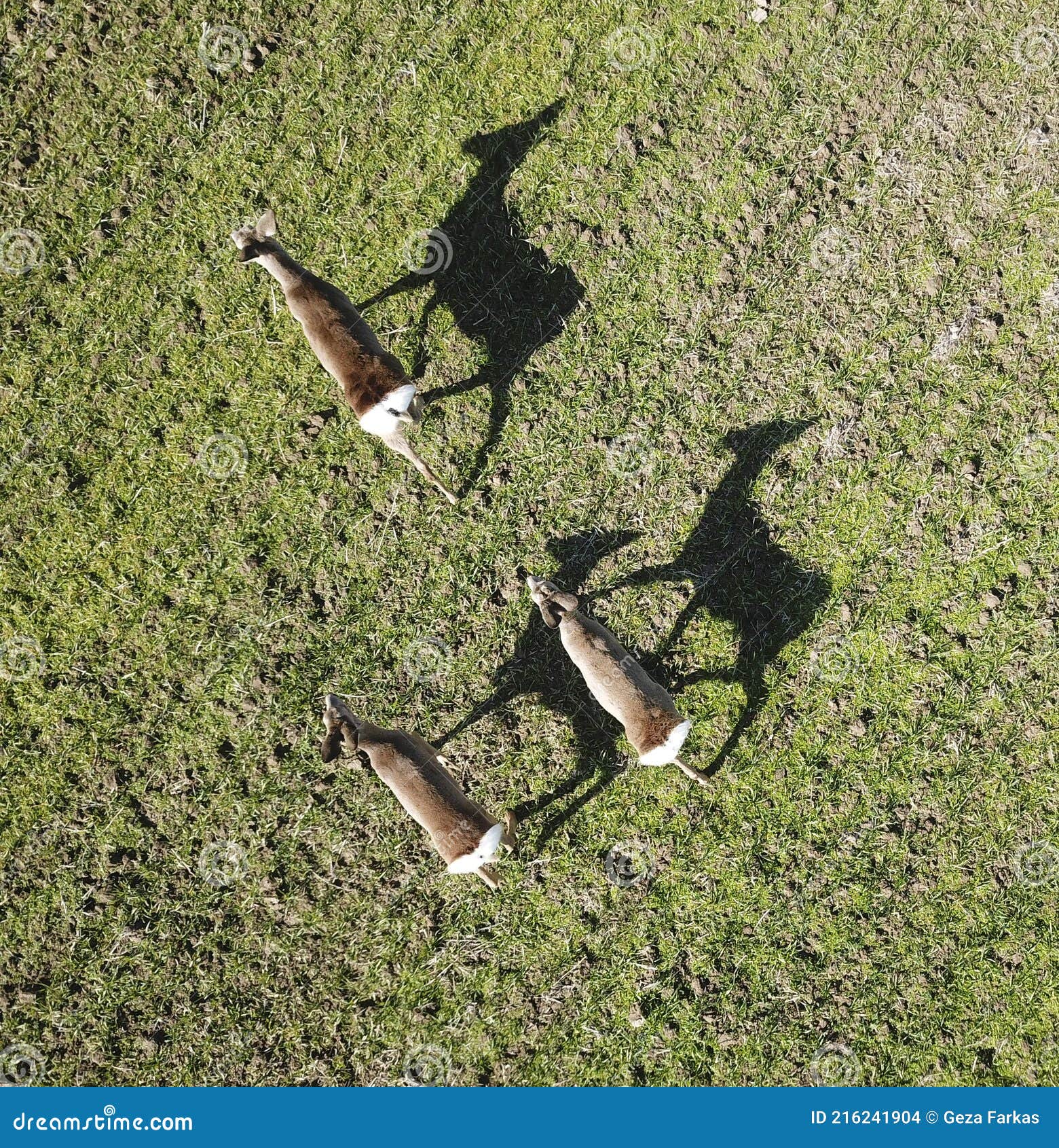 Top View of Three Roe Deer with Shadows Stock Photo - Image of cute ...