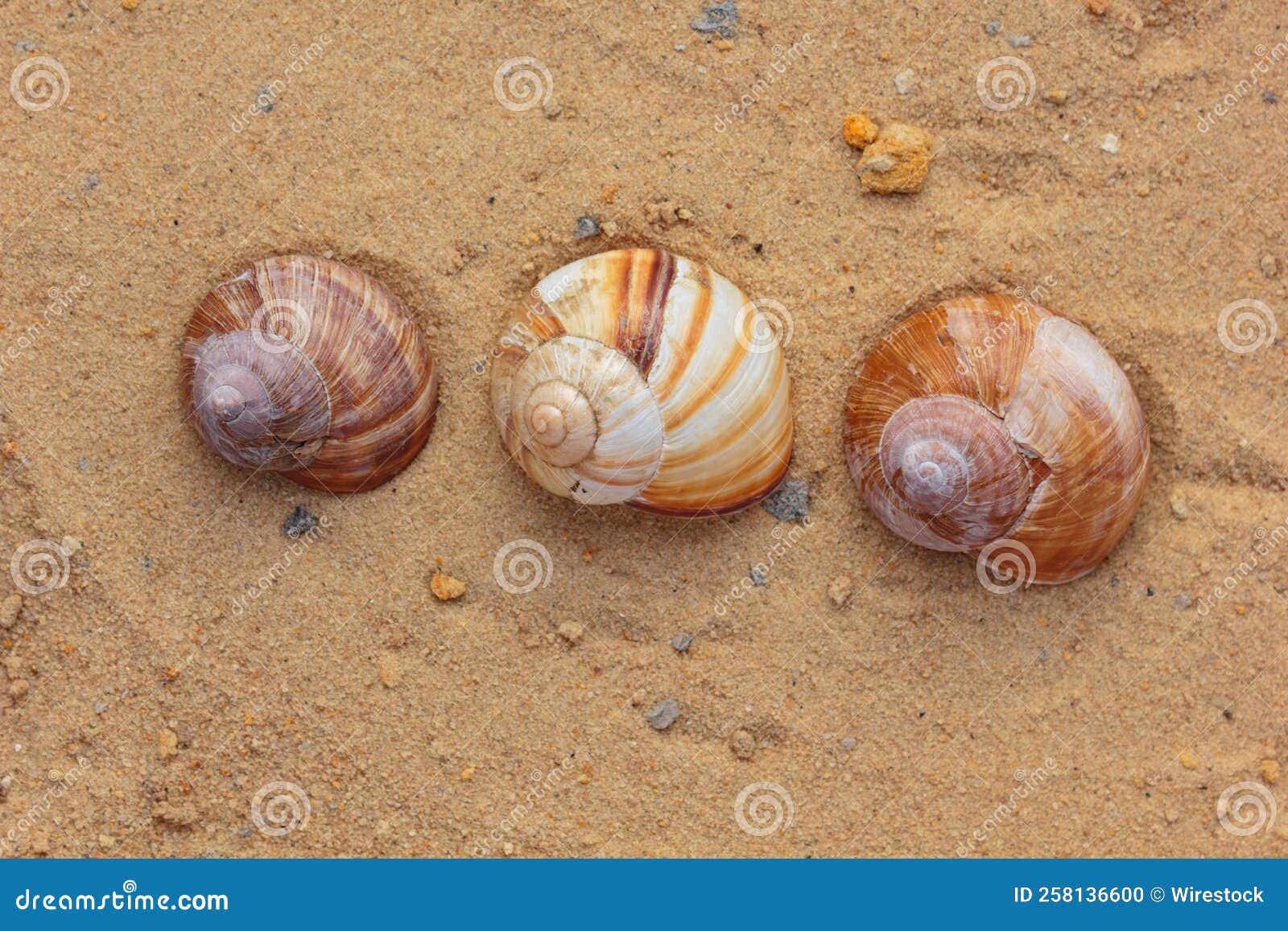 Top View of Three-striped Seashells Lying in a Row on the Sand - a ...