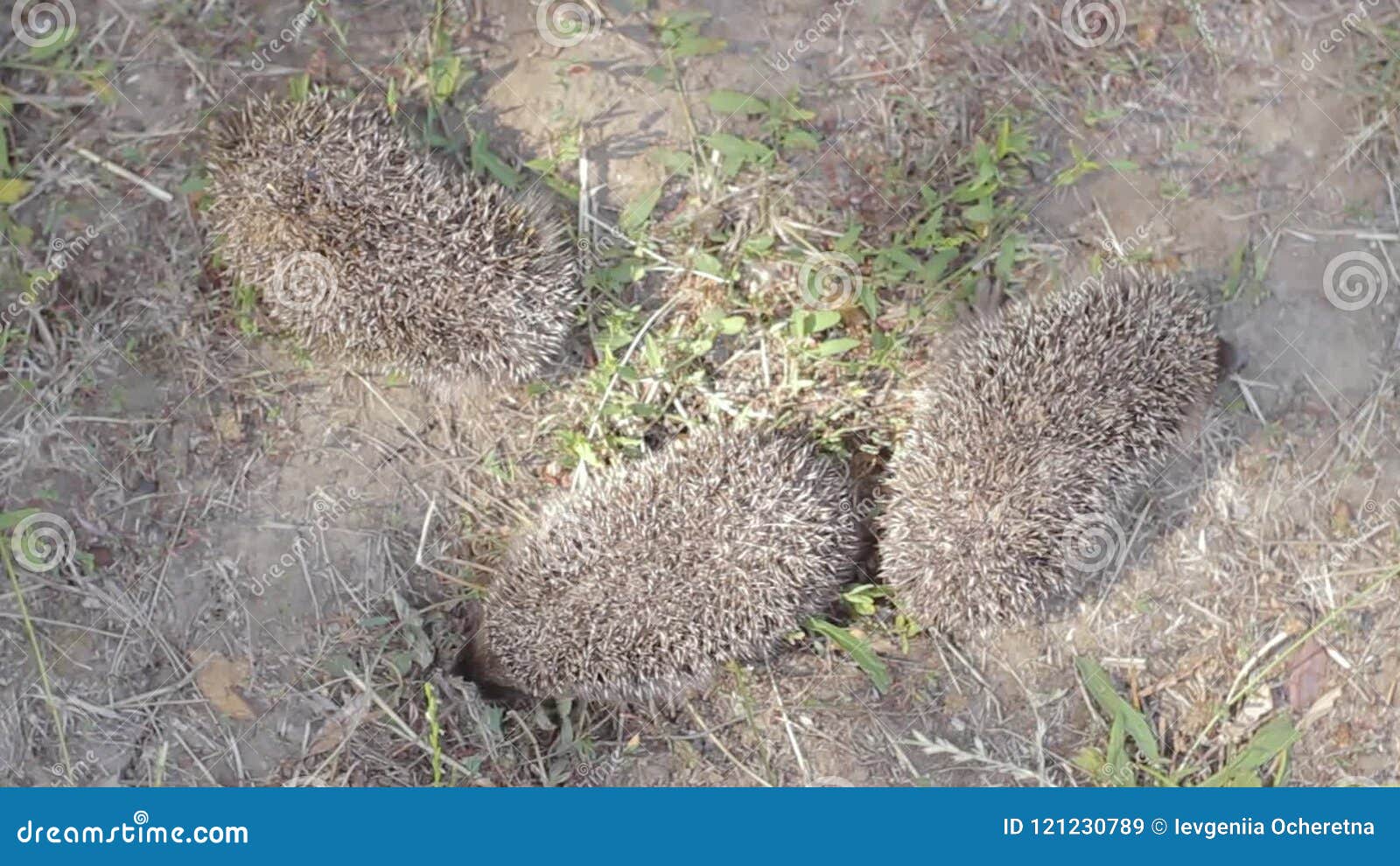 Top View of Three Tiny Hedgehogs on a Sunny Meadow Stock Video - Video ...