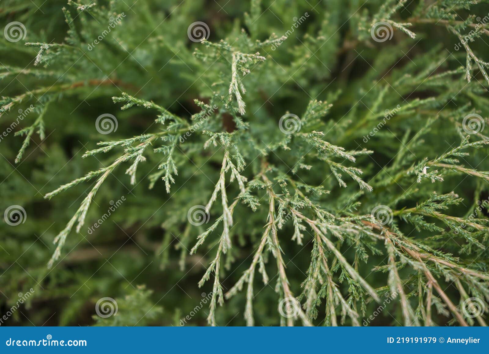 Top View of Thuja Occidentalis Leaves Stock Image - Image of background ...