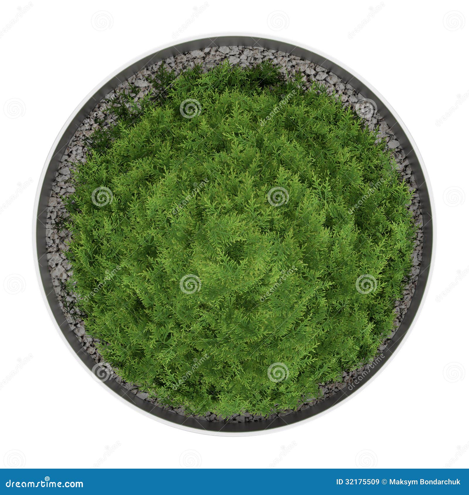 Top View of Thuja Plant in Pot Isolated on White Stock Illustration ...