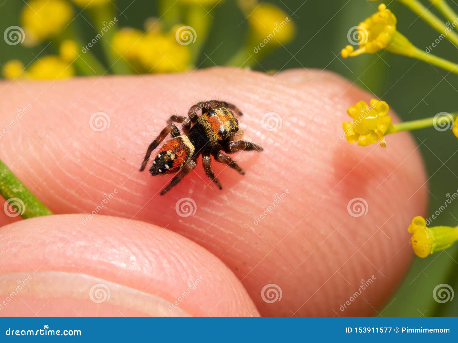 Top View of a Tiny Brilliant Jumping Spider on a Finger Tip Stock Image ...