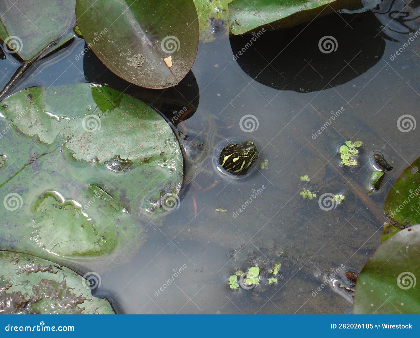 Top View of a Tiny Frog Perched in a Pond Stock Image - Image of ...