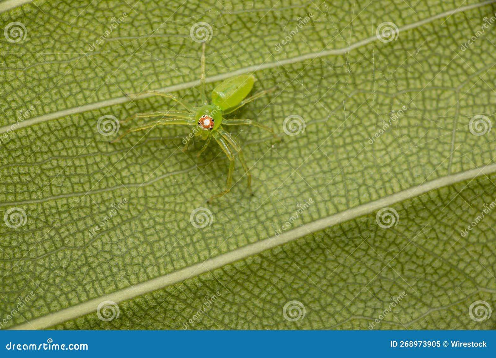 Top View of Tiny Green Magnolia Green Jumper Spider Camouflaged on ...