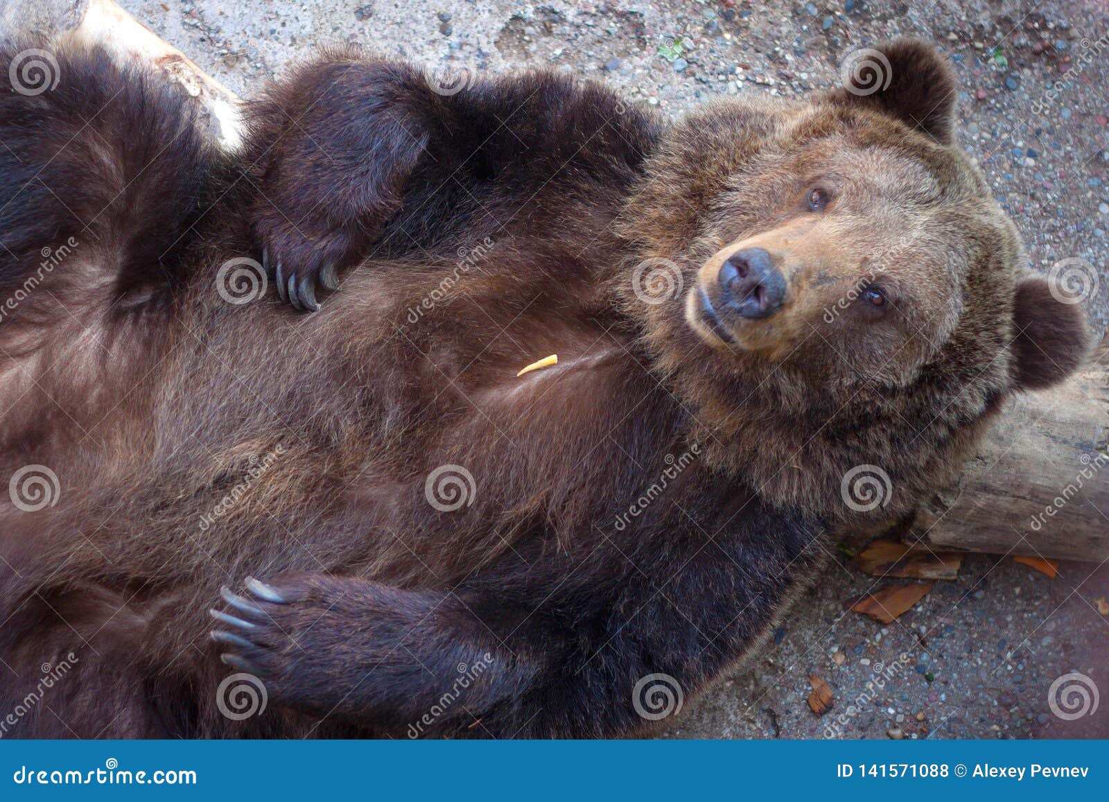 Top View To the Big Brown Bear Stock Photo - Image of natural, scene ...