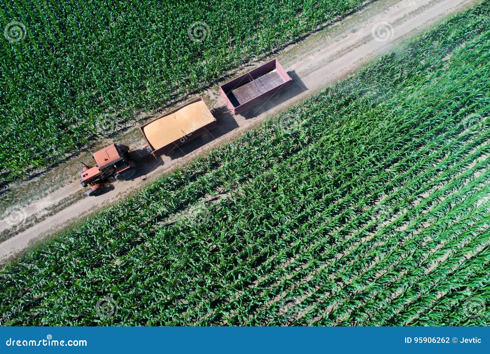 Tractor Transporting Grains in Trailer Stock Photo - Image of industry ...