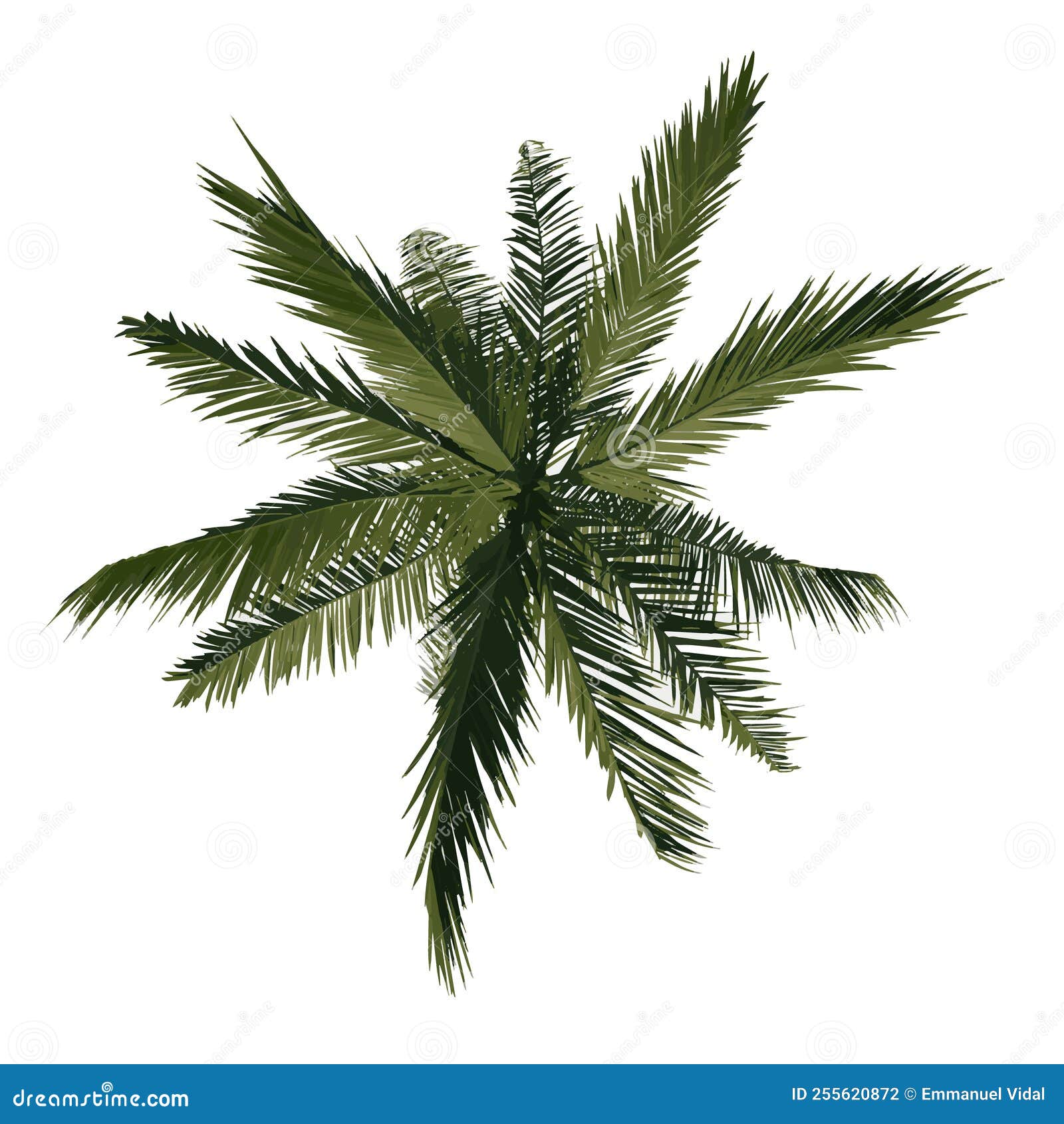 Top View Tree Adolescent Coconut Tree Palm 2 Illustration Vector Stock ... Top View Tree Adolescent Coconut Tree Palm 2 Illustration Vector Stock ...