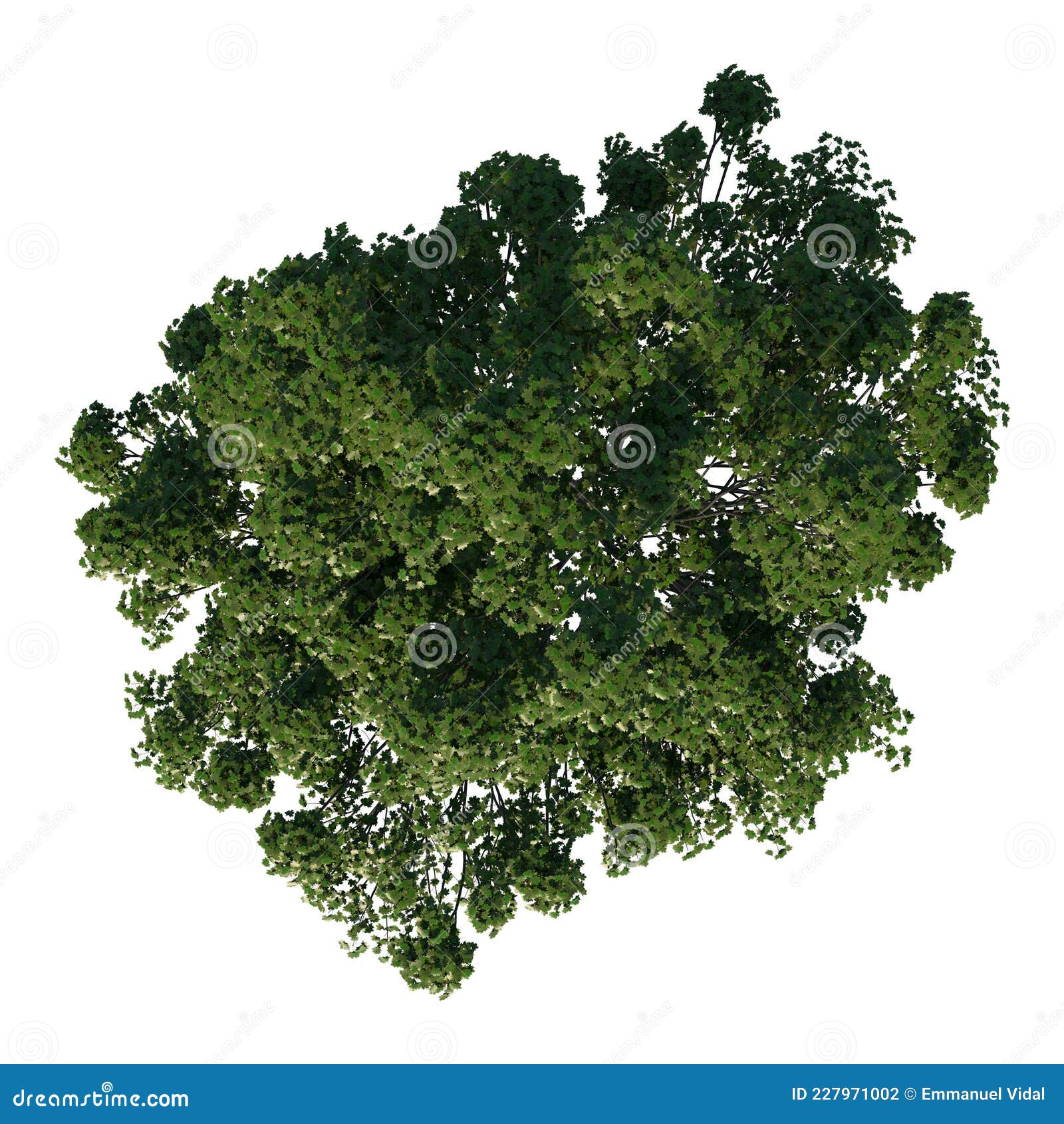 Top View Tree Adolescent Real Maple 2 Tree White Background 3D ...