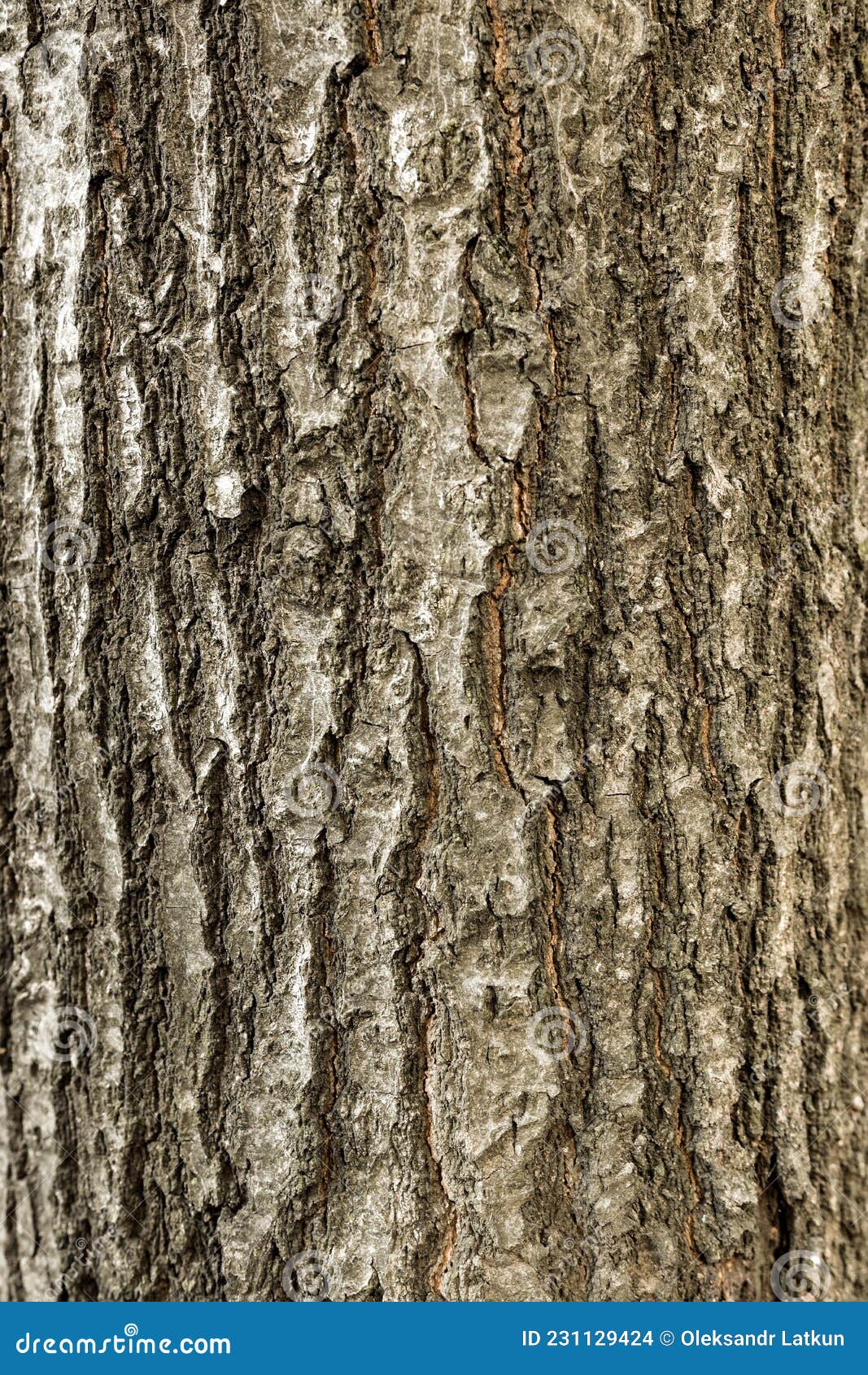 Top View Tree Bark. High Quality Photo Stock Photo - Image of pattern ...