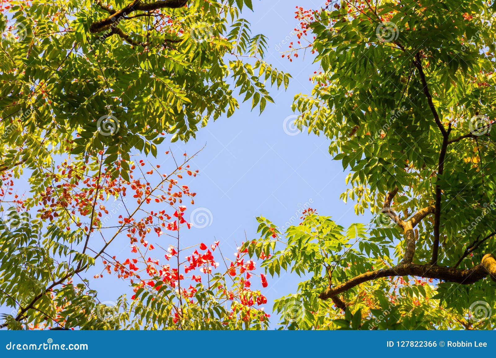 Top View with Tree Branch and Blue Sky Stock Photo - Image of cloud ...
