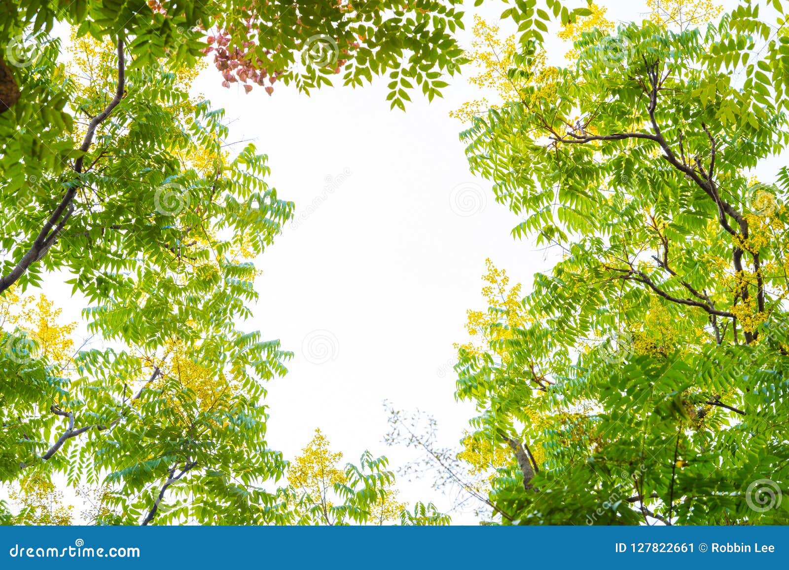 Top View with Tree Branch and Blue Sky Stock Image - Image of pine ...