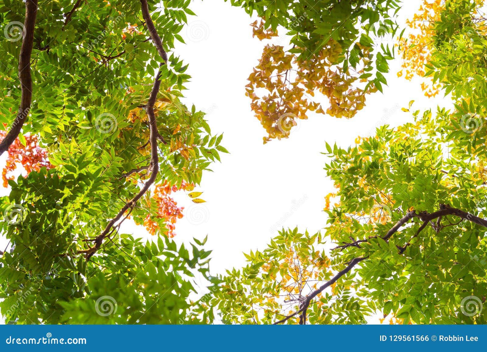 Top View with Tree Branch and Blue Sky Stock Photo - Image of landscape ...