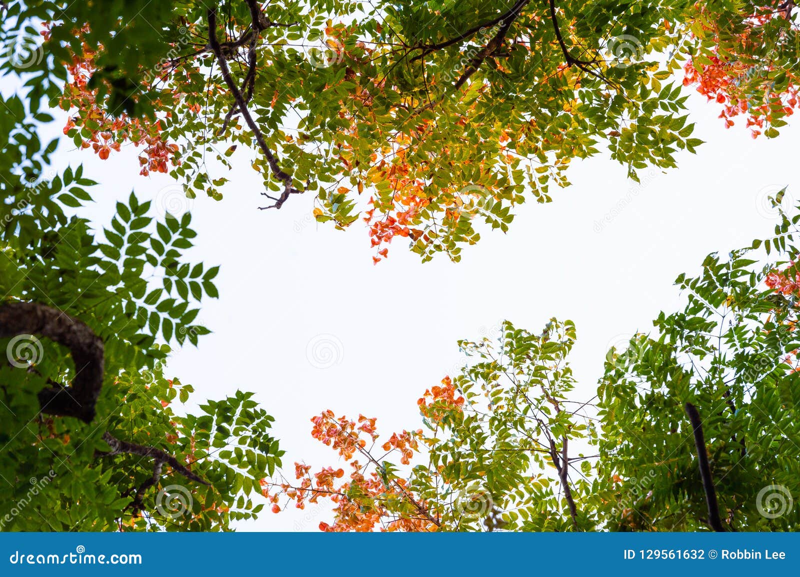 Top View with Tree Branch and Blue Sky Stock Photo - Image of branches ...