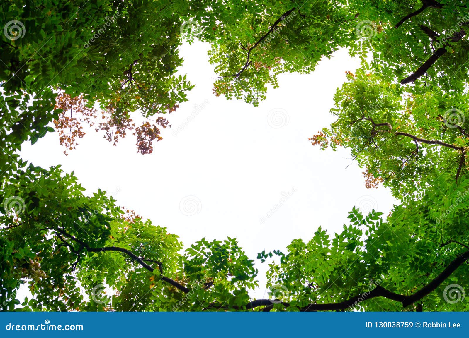 Top View with Tree Branch and Blue Sky Stock Image - Image of cloud ...