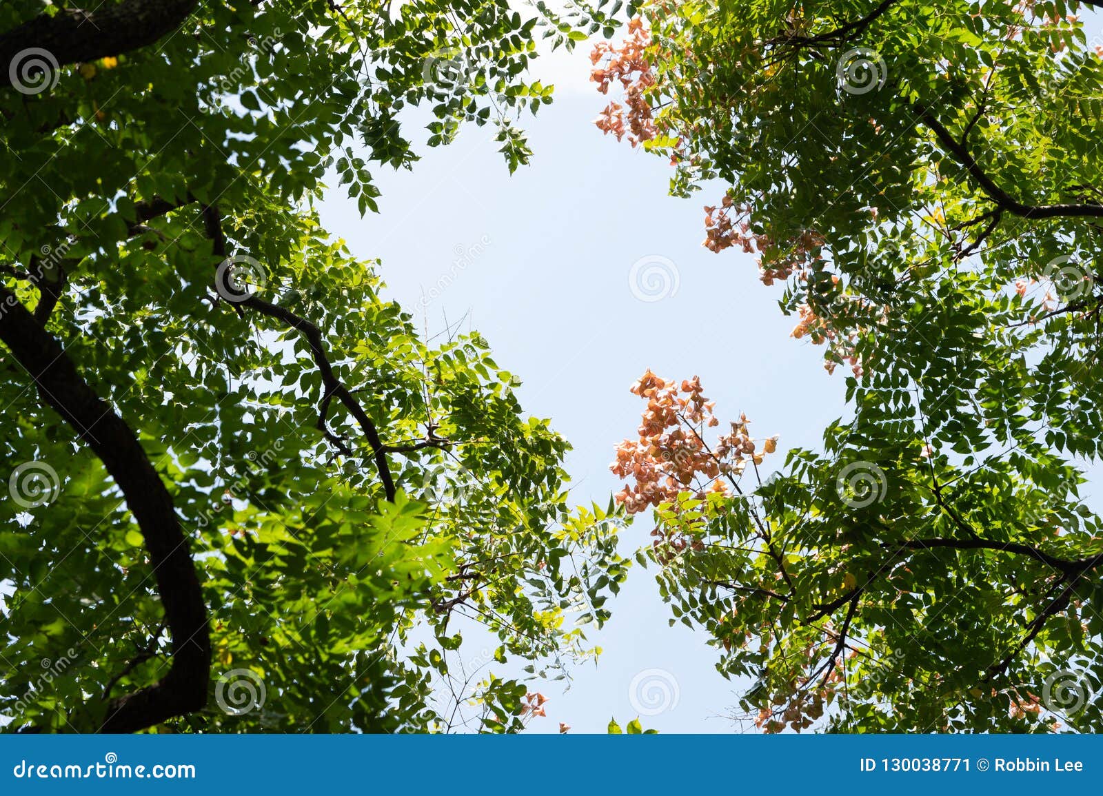 Top View with Tree Branch and Blue Sky Stock Image - Image of birch ...