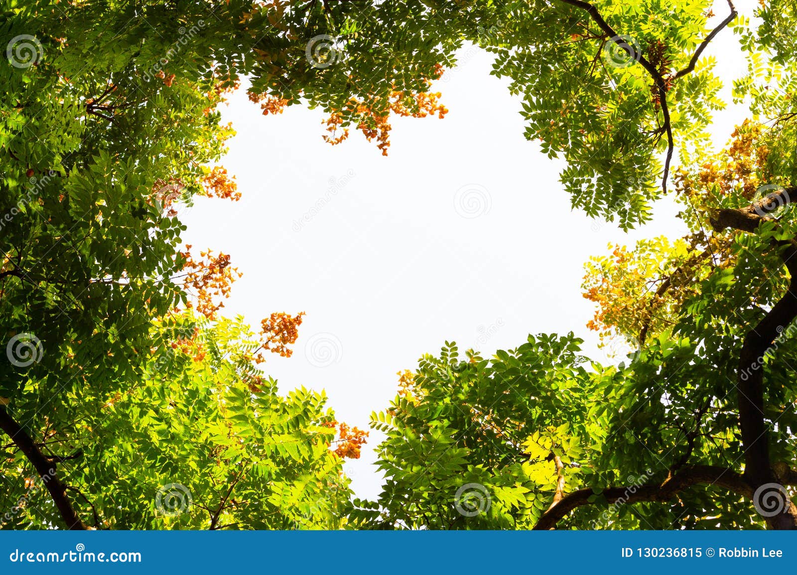 Top View with Tree Branch and Blue Sky Stock Image - Image of plant ...