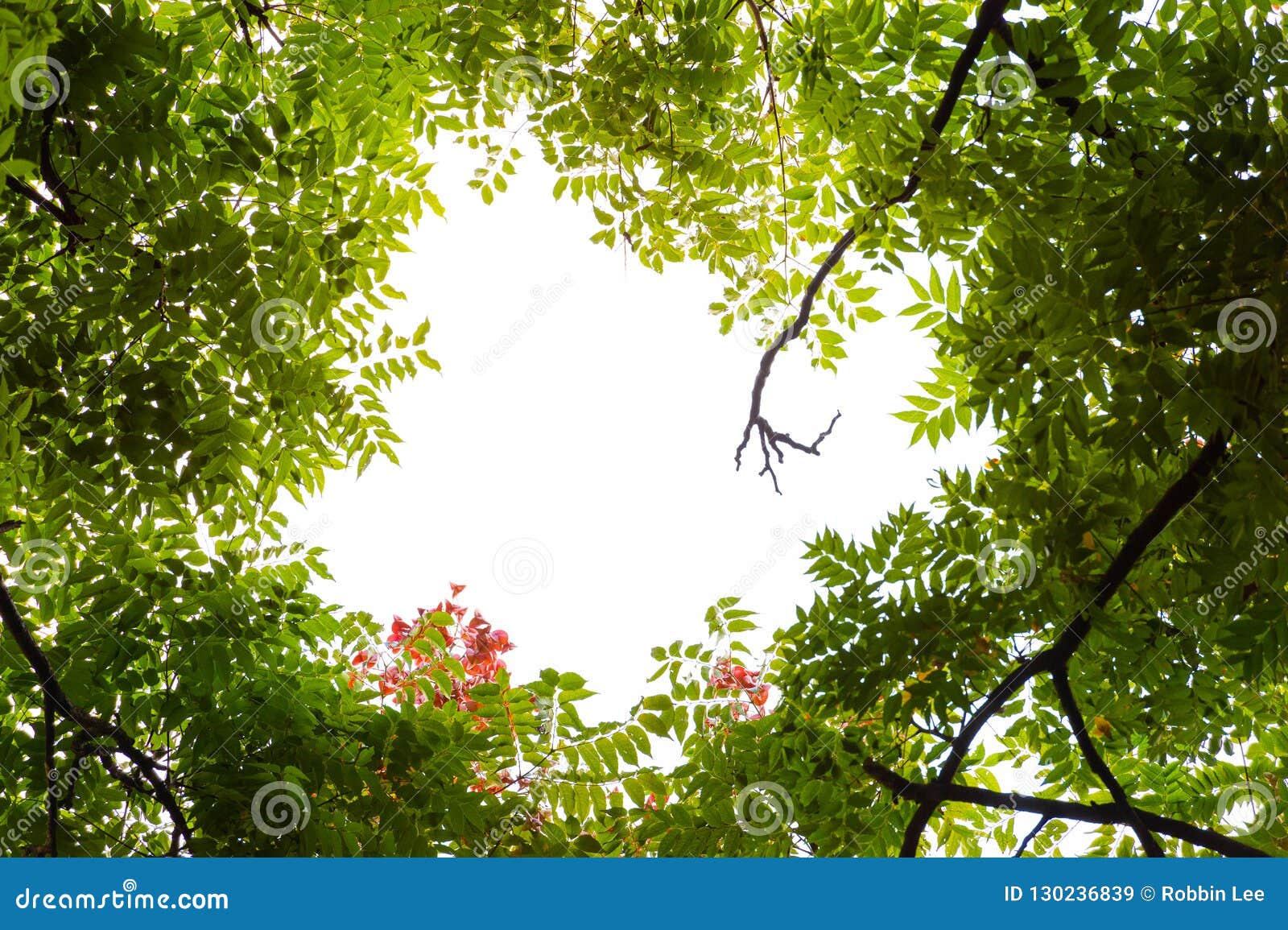 Top View with Tree Branch and Blue Sky Stock Image - Image of circle ...