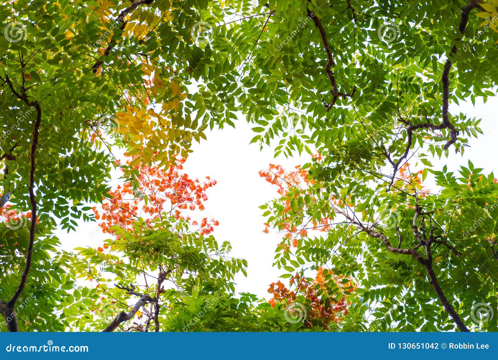 Top View with Tree Branch and Blue Sky Stock Photo - Image of branch ...