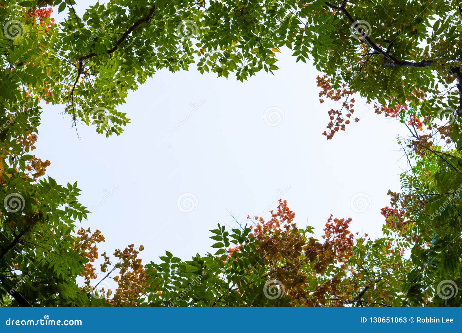 Top View with Tree Branch and Blue Sky Stock Image - Image of circle ...
