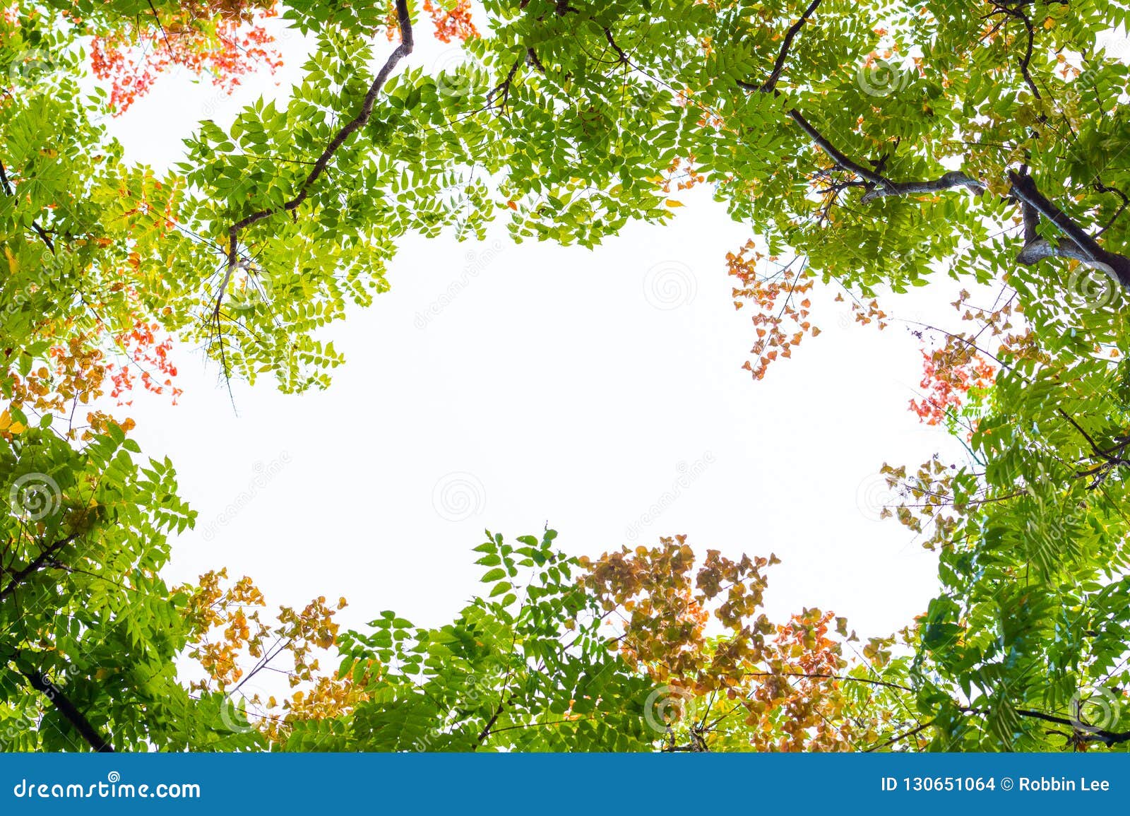 Top View with Tree Branch and Blue Sky Stock Photo - Image of cloud ...