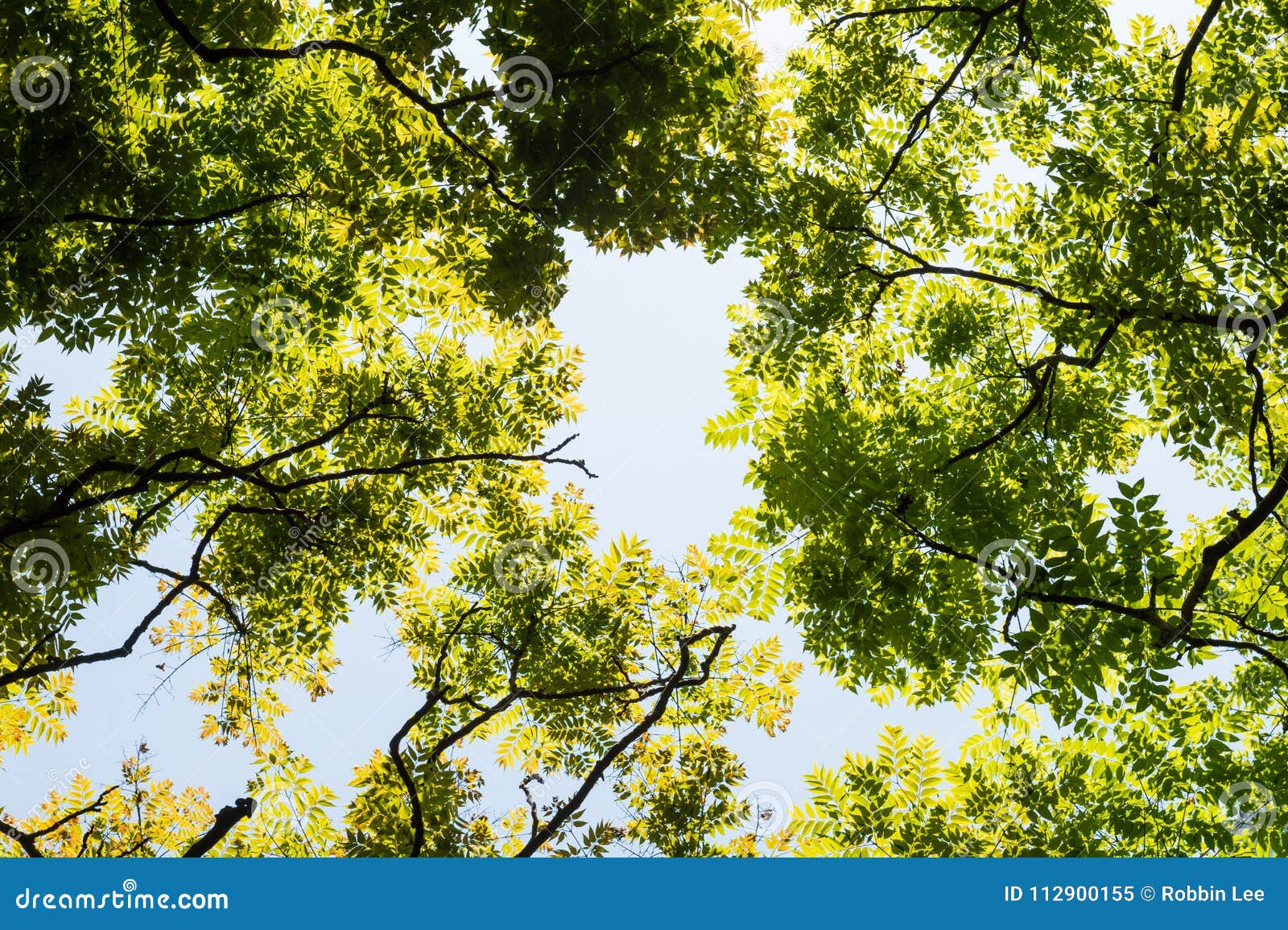 Top View with Tree Branch and Blue Sky Stock Image - Image of beautiful ...