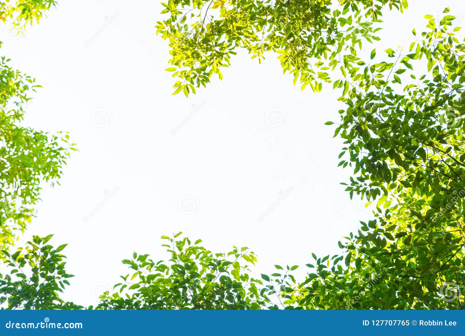 Top View with Tree Branch and Blue Sky Stock Image - Image of circle ...