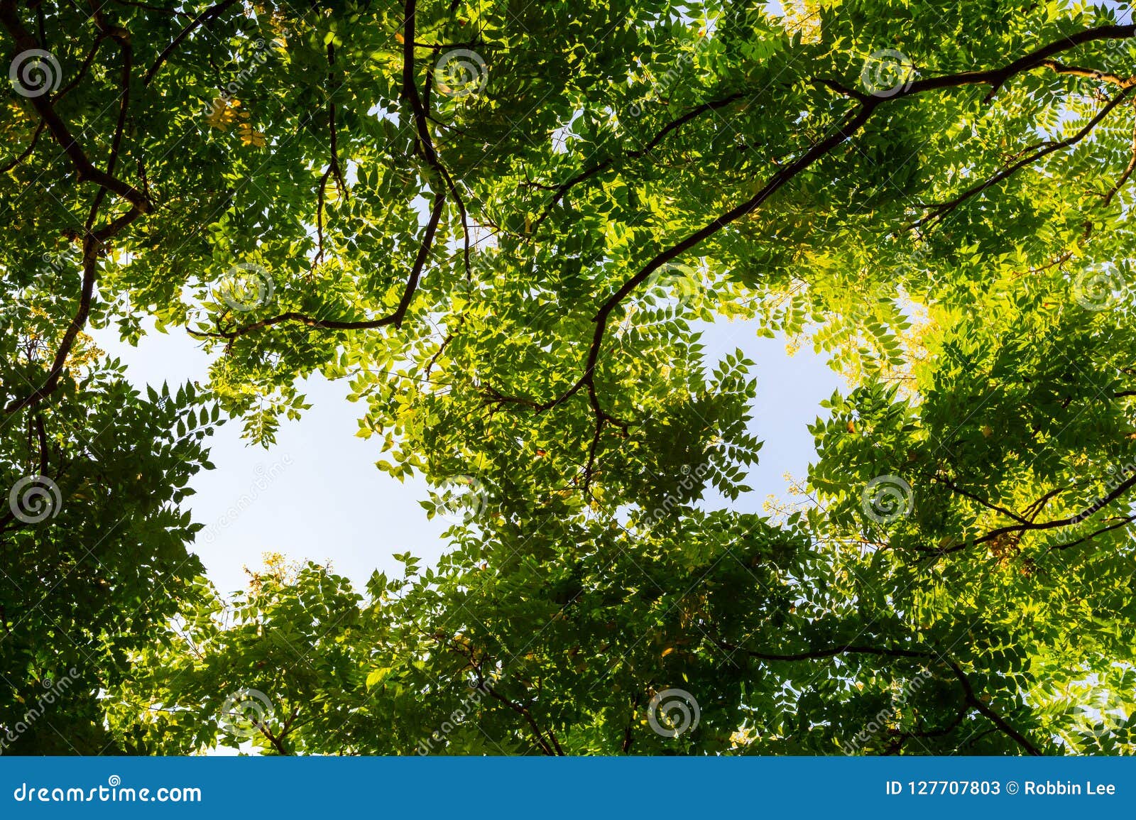 Top View with Tree Branch and Blue Sky Stock Image - Image of circle ...