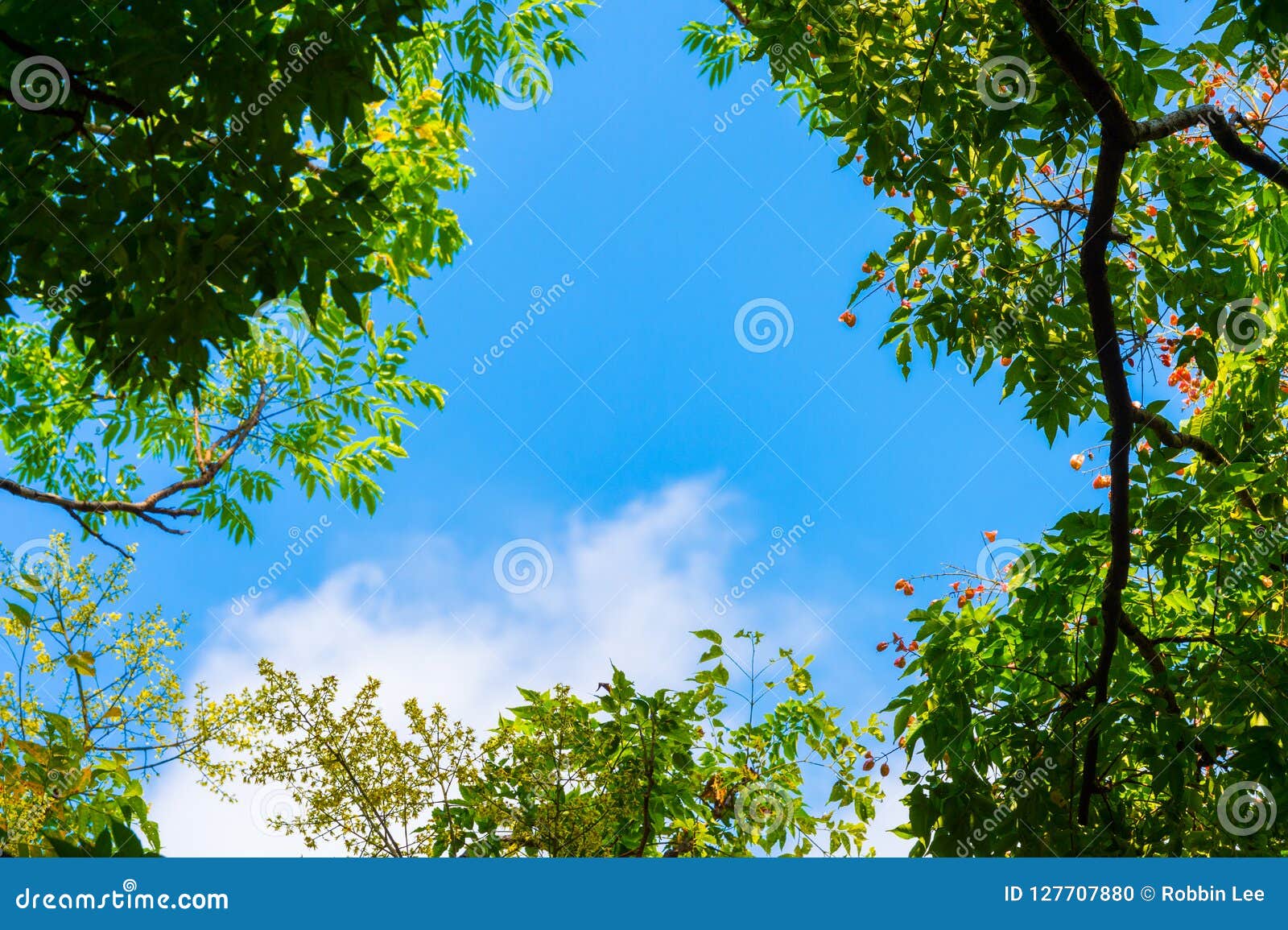 Top View with Tree Branch and Blue Sky Stock Photo - Image of beautiful ...