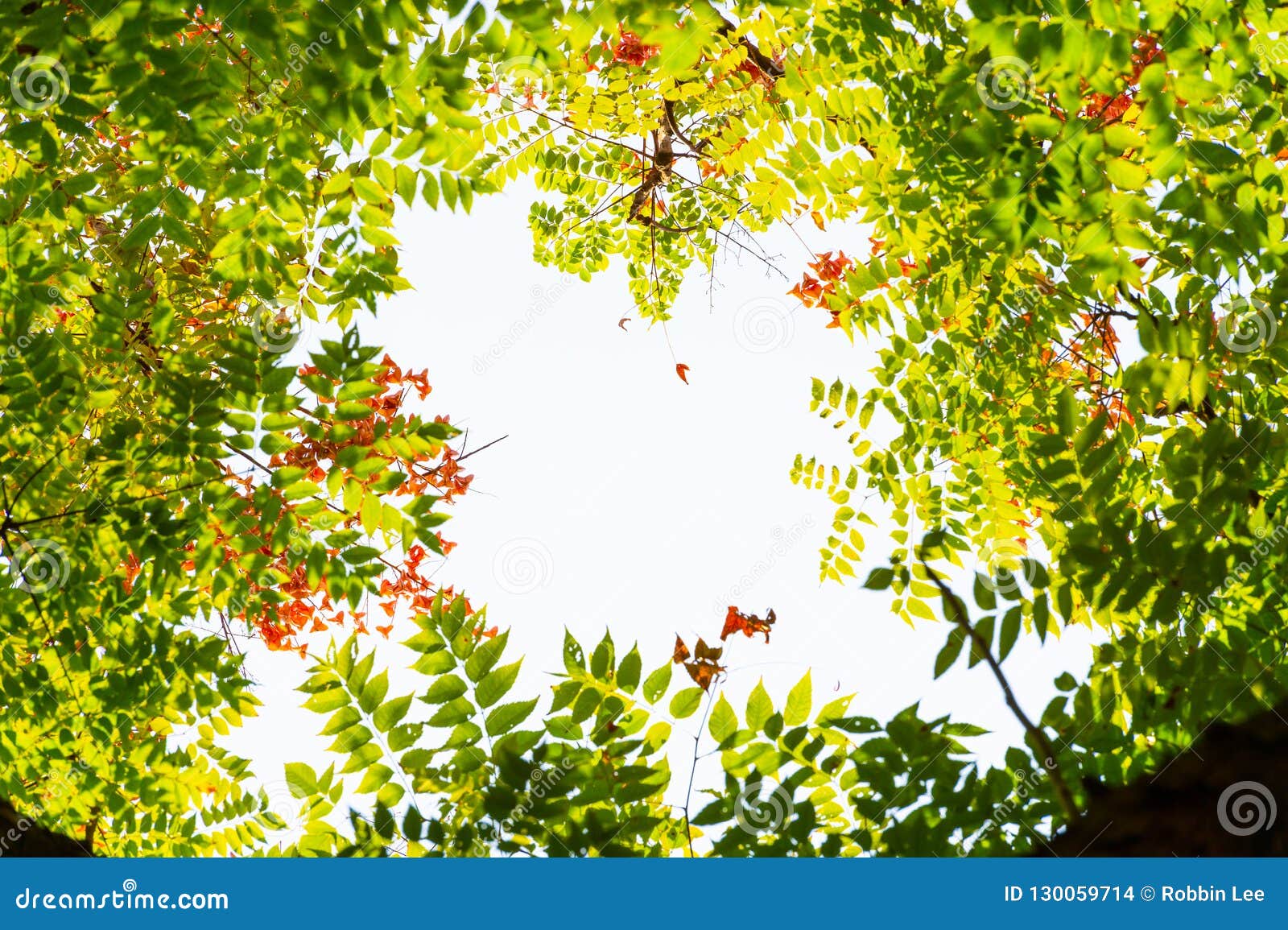 Top View with Tree Branch and Blue Sky Stock Photo - Image of outdoors ...