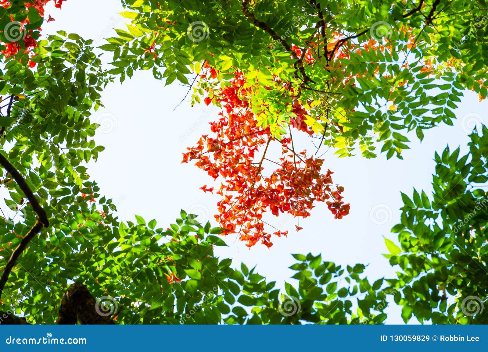 Top View with Tree Branch and Blue Sky Stock Image - Image of outdoor ...