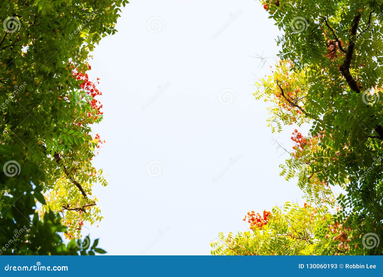 Top View with Tree Branch and Blue Sky Stock Image - Image of plant ...