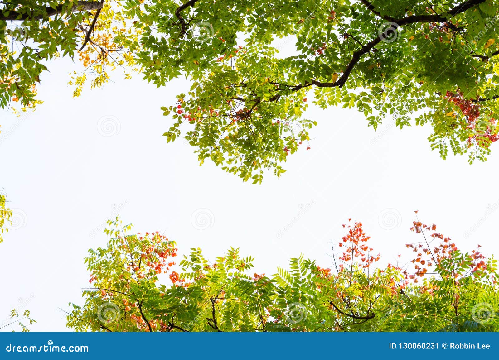 Top View with Tree Branch and Blue Sky Stock Image - Image of spring ...